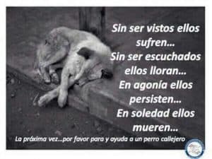 Imagenes Y Frases Para Perritos De La Calle Reflexiones 2021