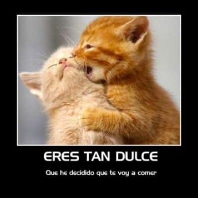 3 postales y una foto de gatitos con frases de amor cortas